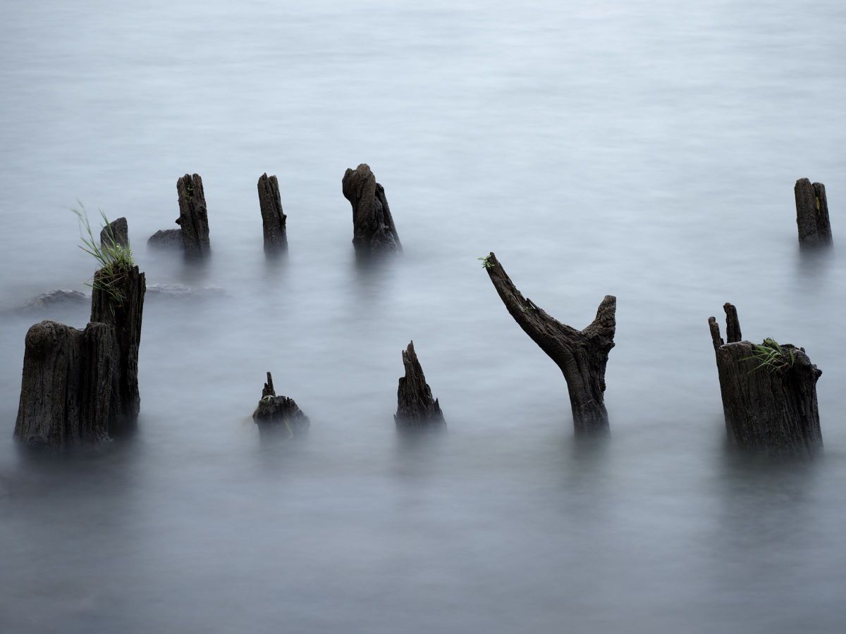 wood in the lake #1 | GANREF