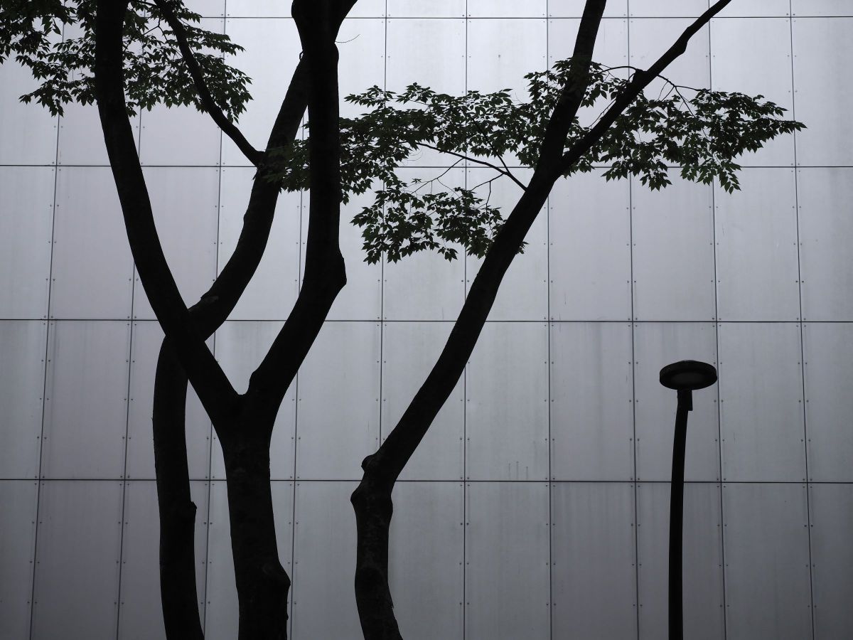 urban tree #1 | GANREF