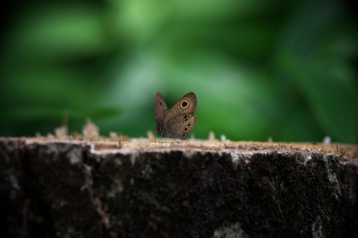 In the Manyo Forest#1 | GANREF