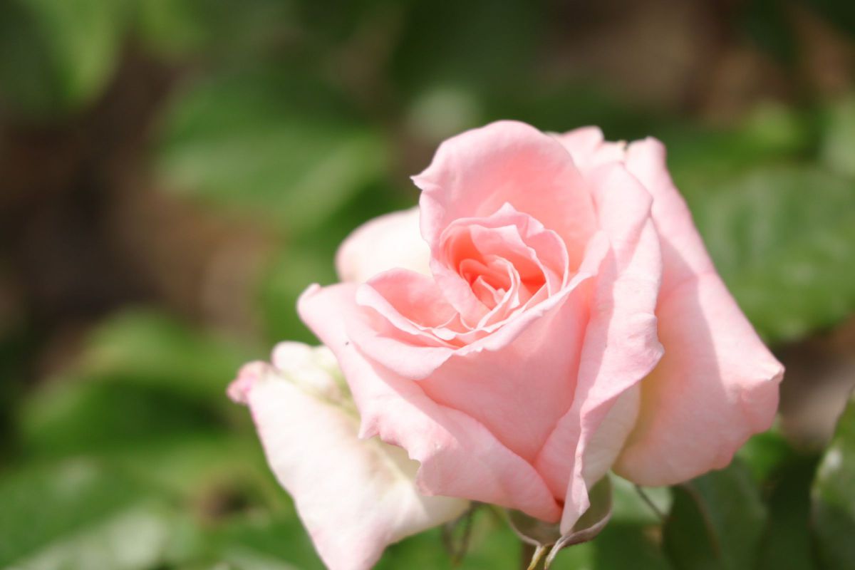 The ピンク | GANREF