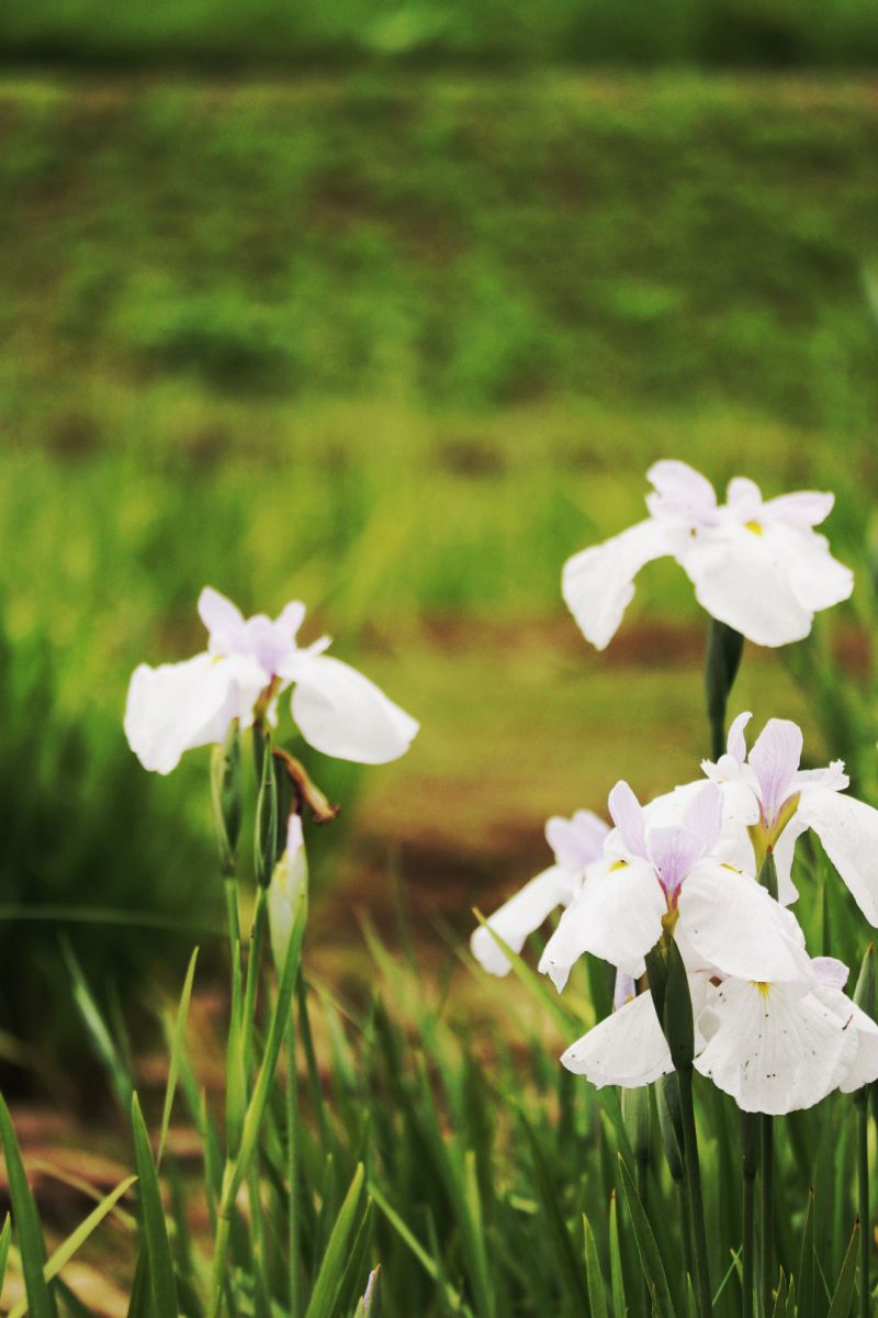 アヤメ 2 | GANREF