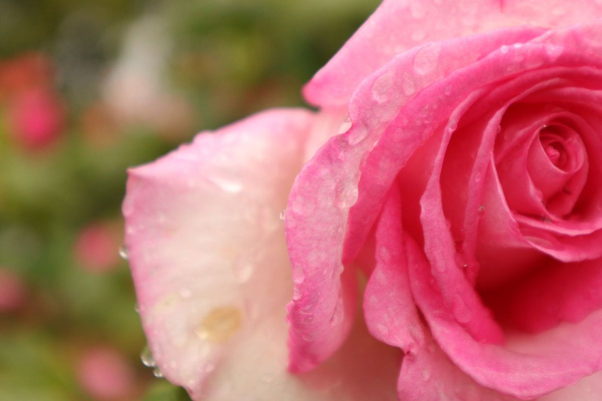 濡れた薔薇 | GANREF