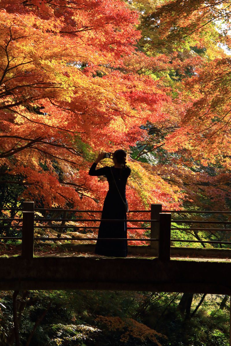 わぁ～きれい | GANREF