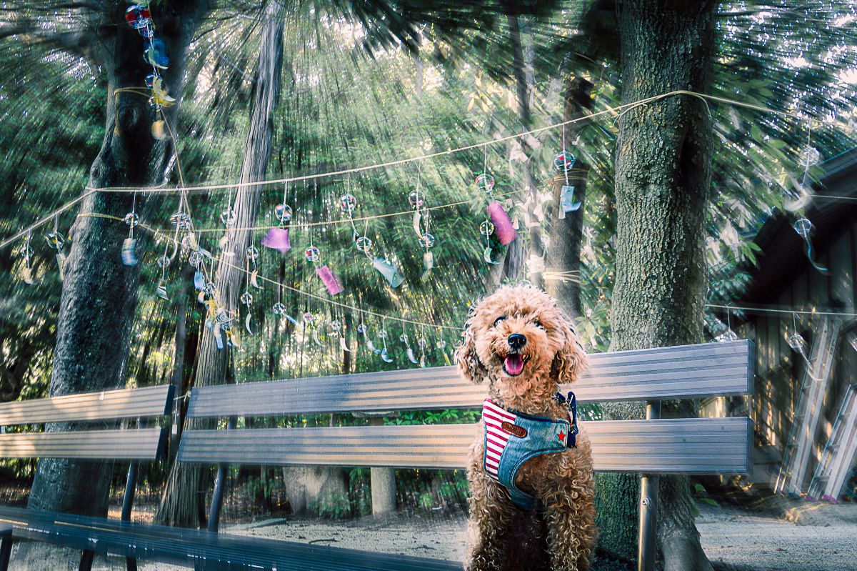 終夏②・・・ | GANREF