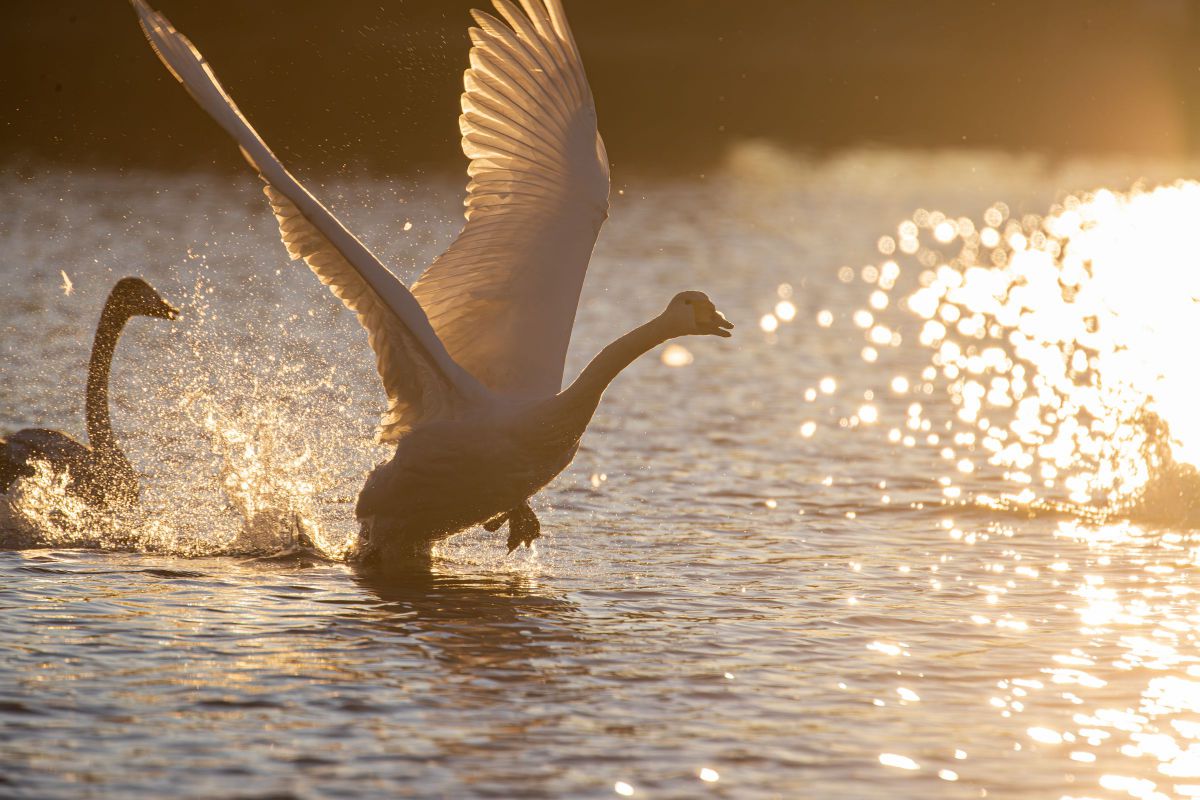 RED SWAN 翼広げて！ | GANREF