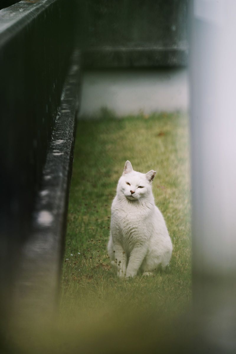 にゃースナップ | GANREF