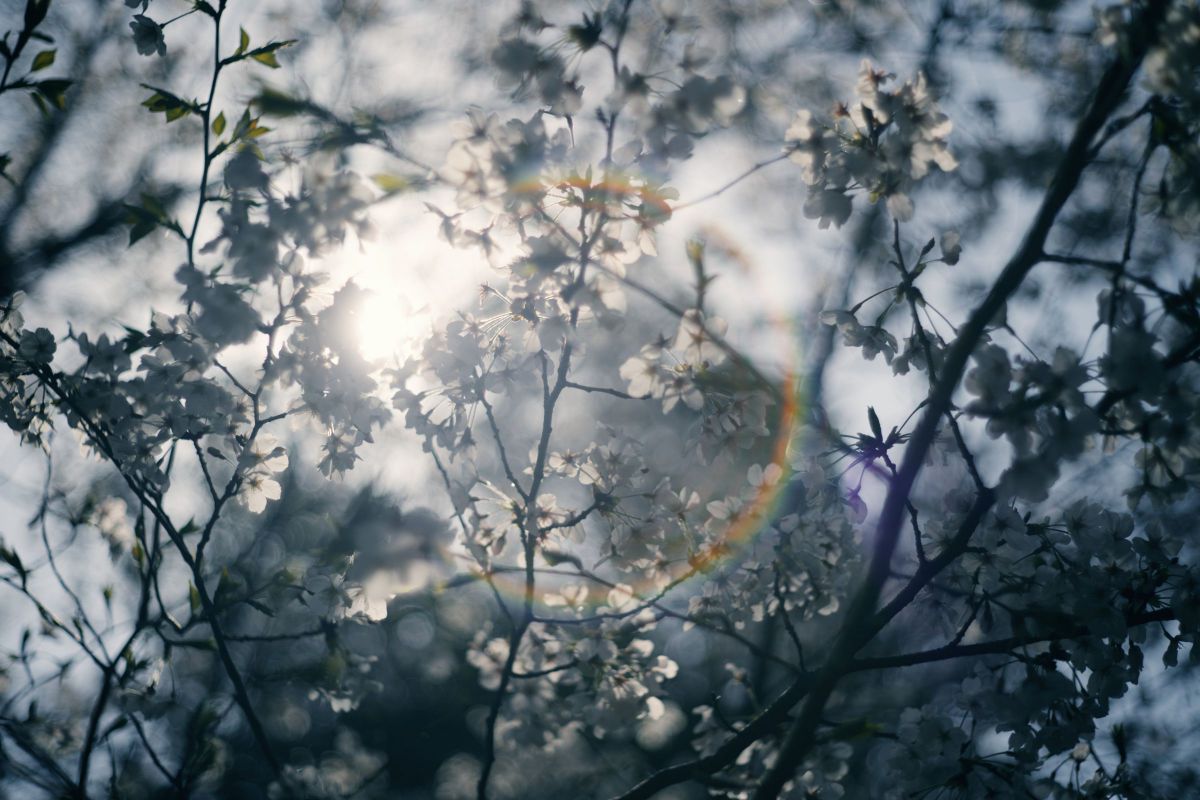 花霞に射す七色の光 | GANREF