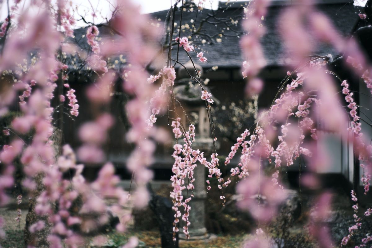 雨に咲く梅の息吹 | GANREF