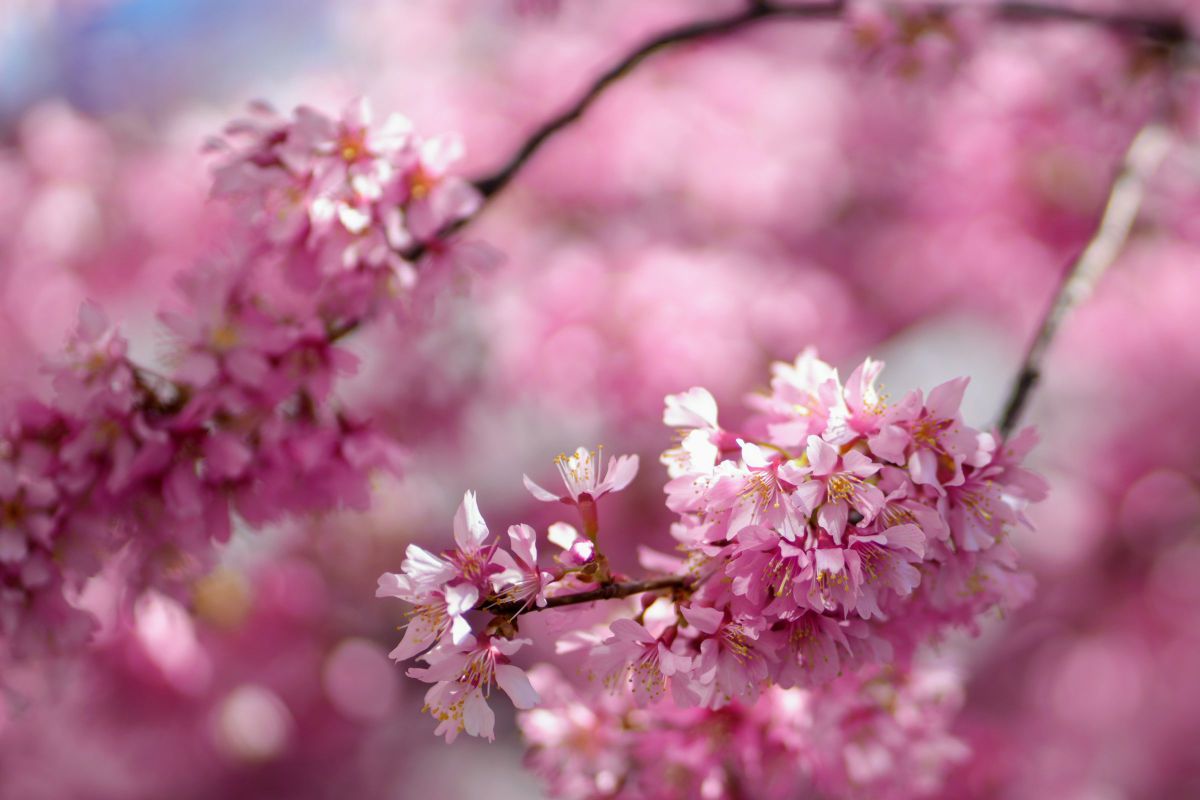 一足早く春を教えてくれる | GANREF