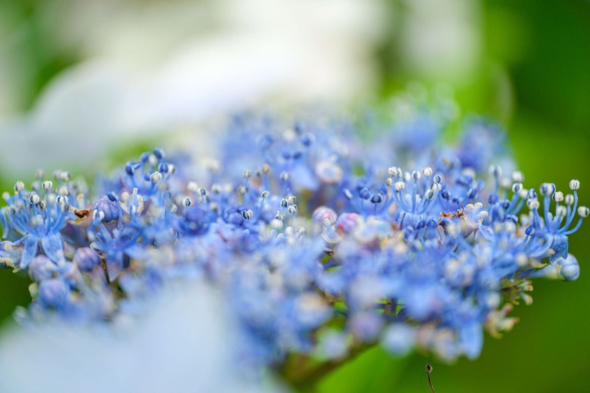 額紫陽花 | GANREF