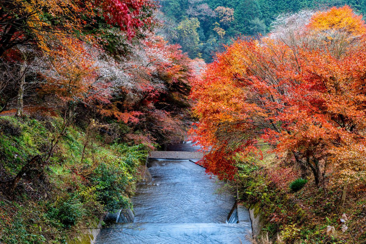 紅葉と四季桜 | GANREF
