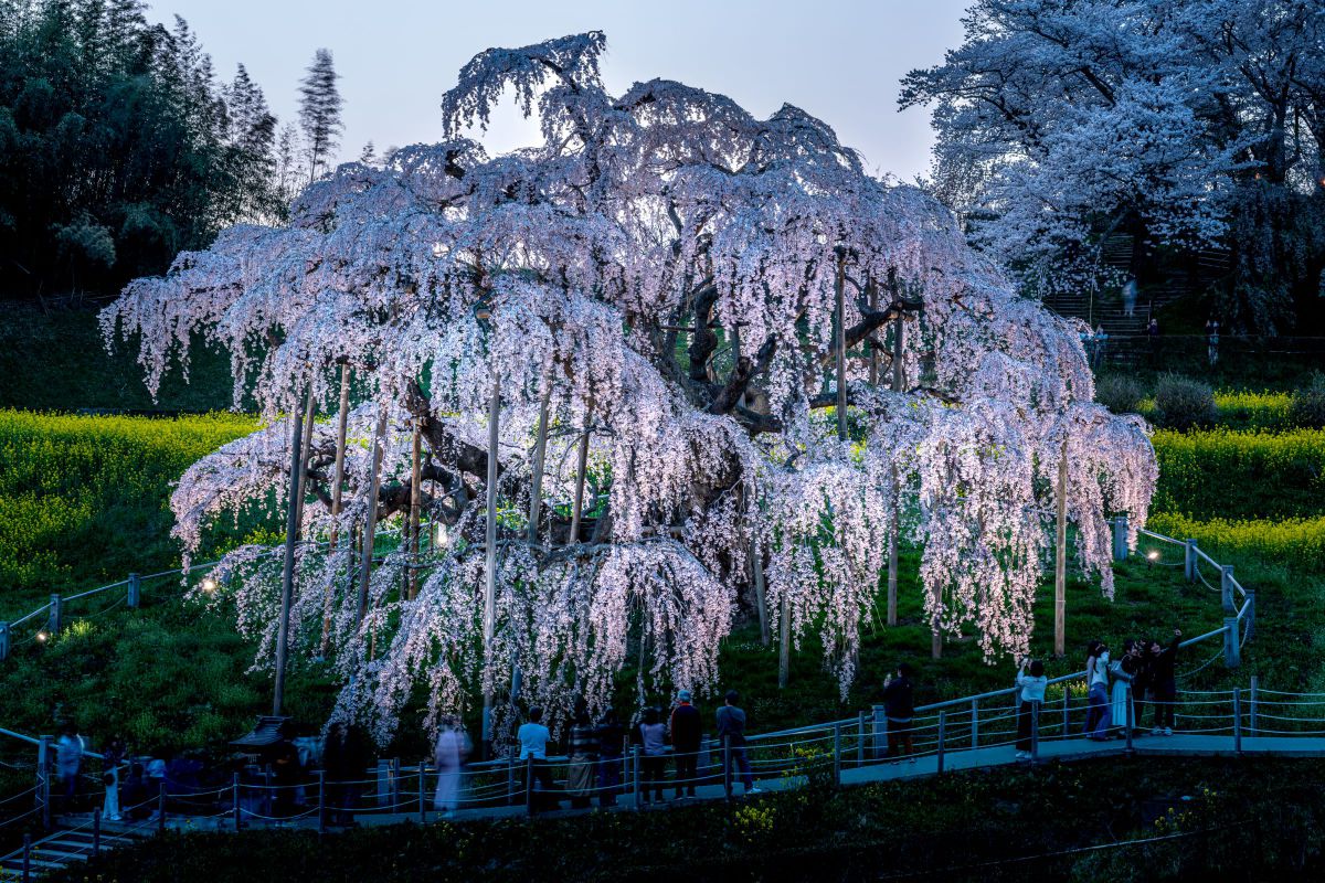 滝桜(ライトアップVer.) | GANREF