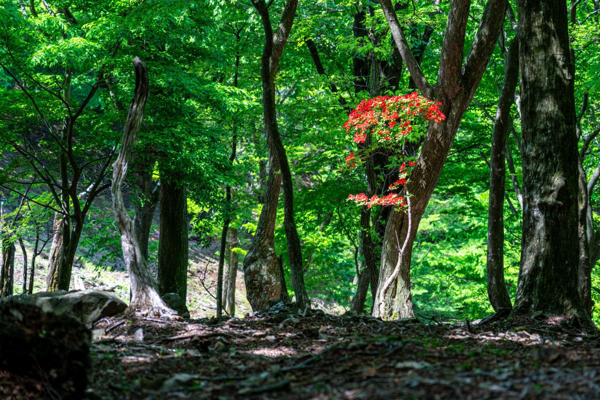 ヤマツツジ一点 | GANREF