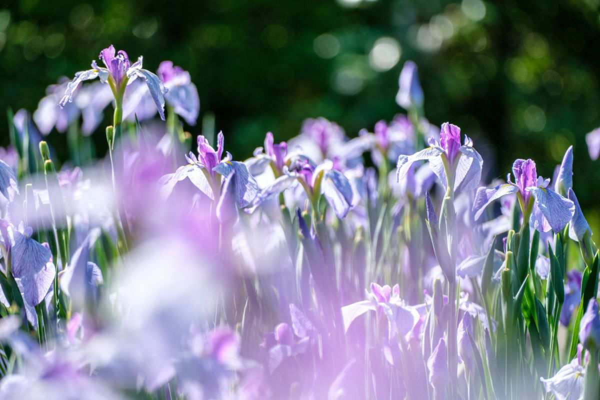 加茂菖蒲園の葵の小袖 | GANREF