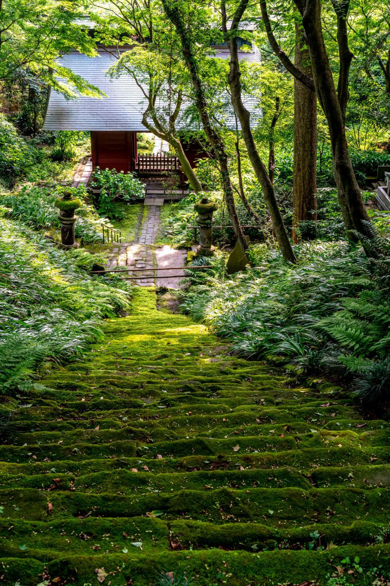 苔の階段 | GANREF