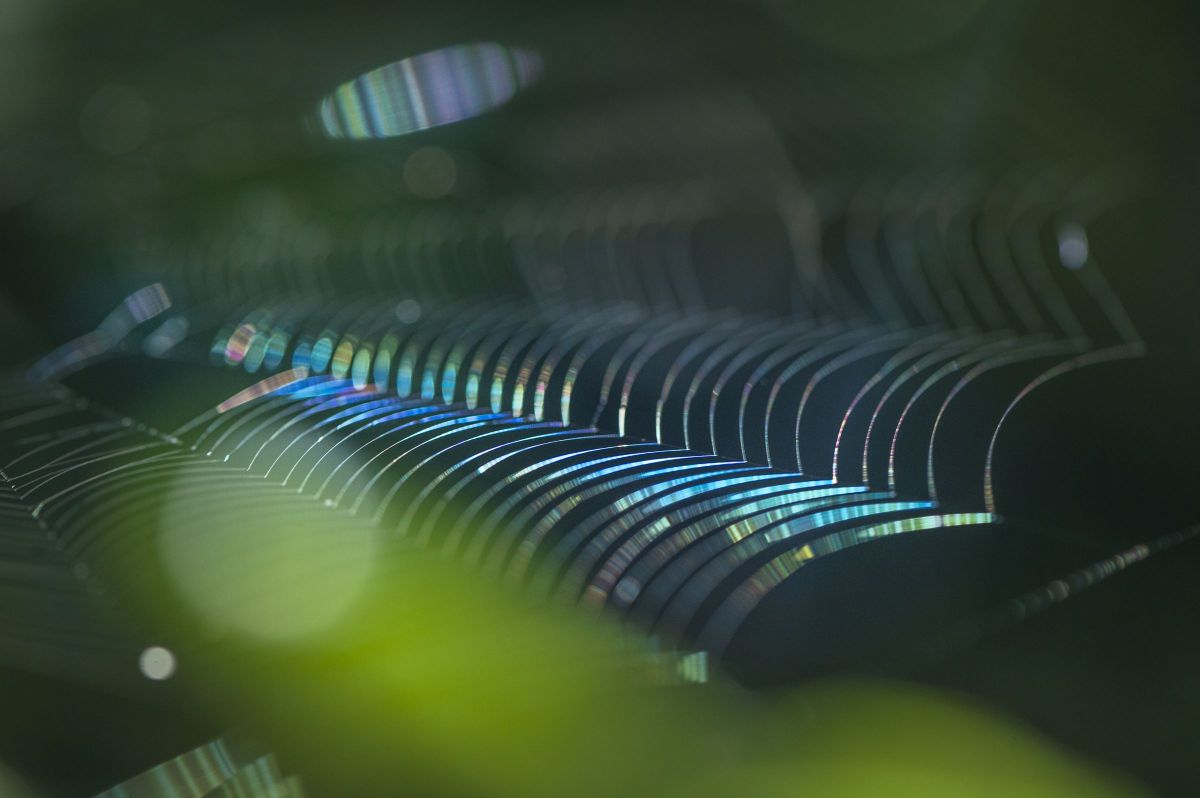 The brilliance of a spider web | GANREF
