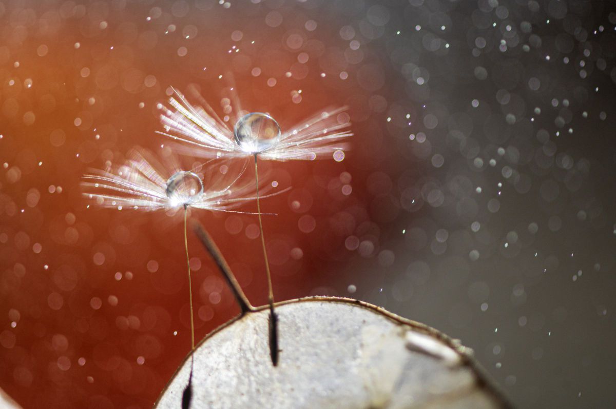 Winter fluff | GANREF