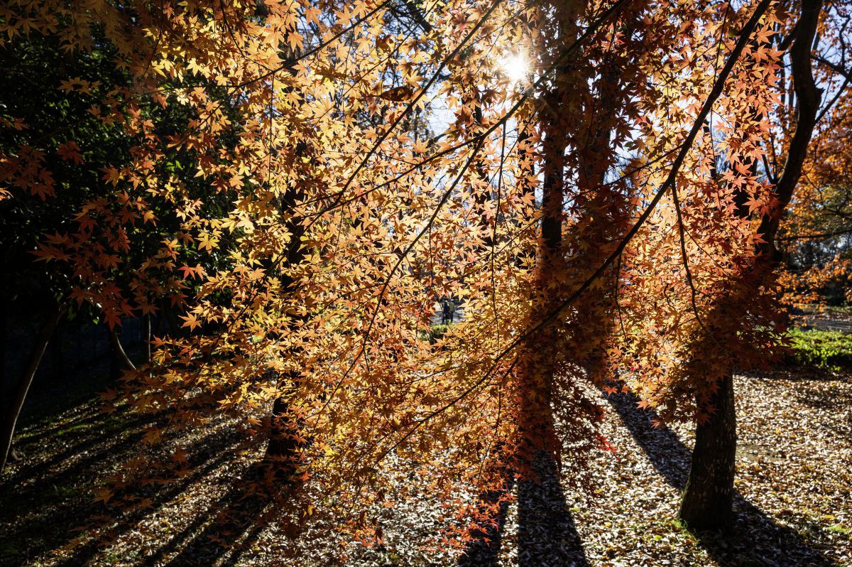 Autumn leaves in tha morning | GANREF