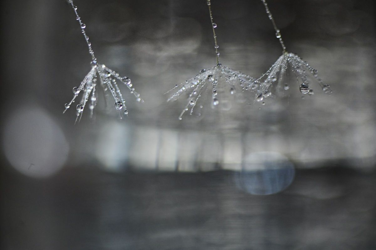 raindrop | GANREF