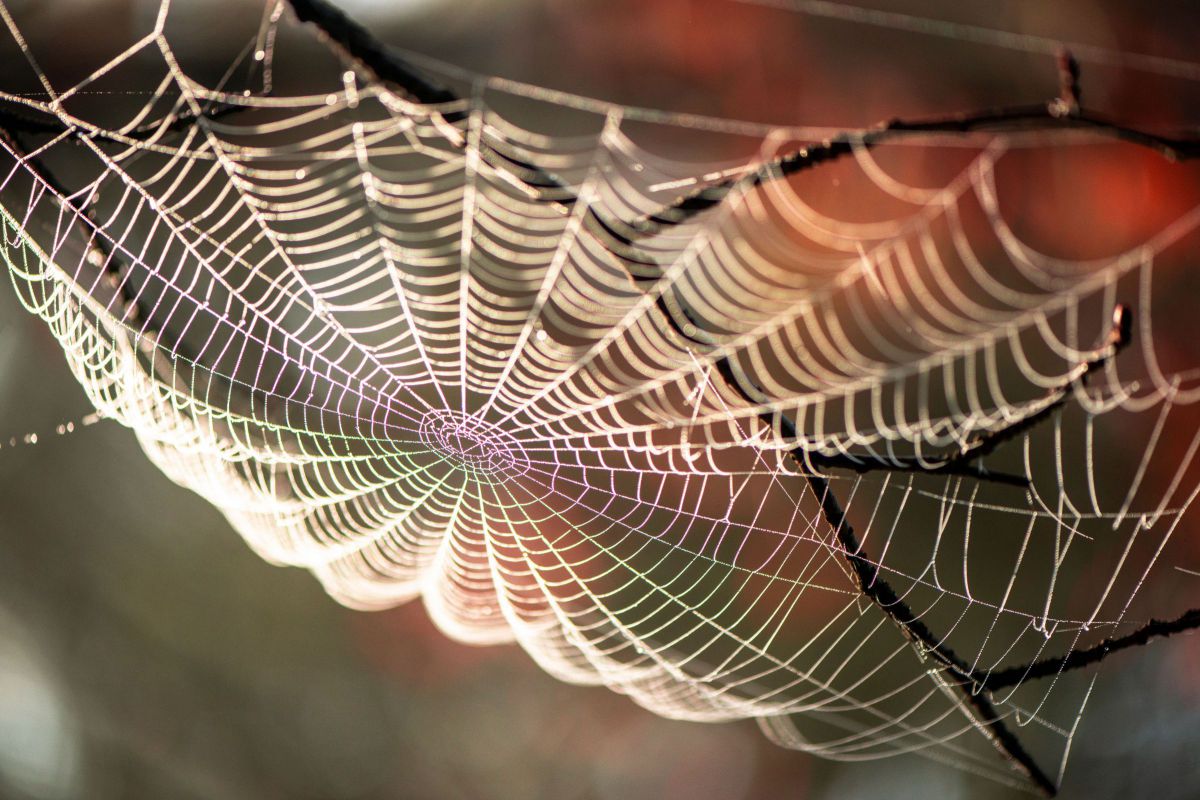 spiderweb | GANREF
