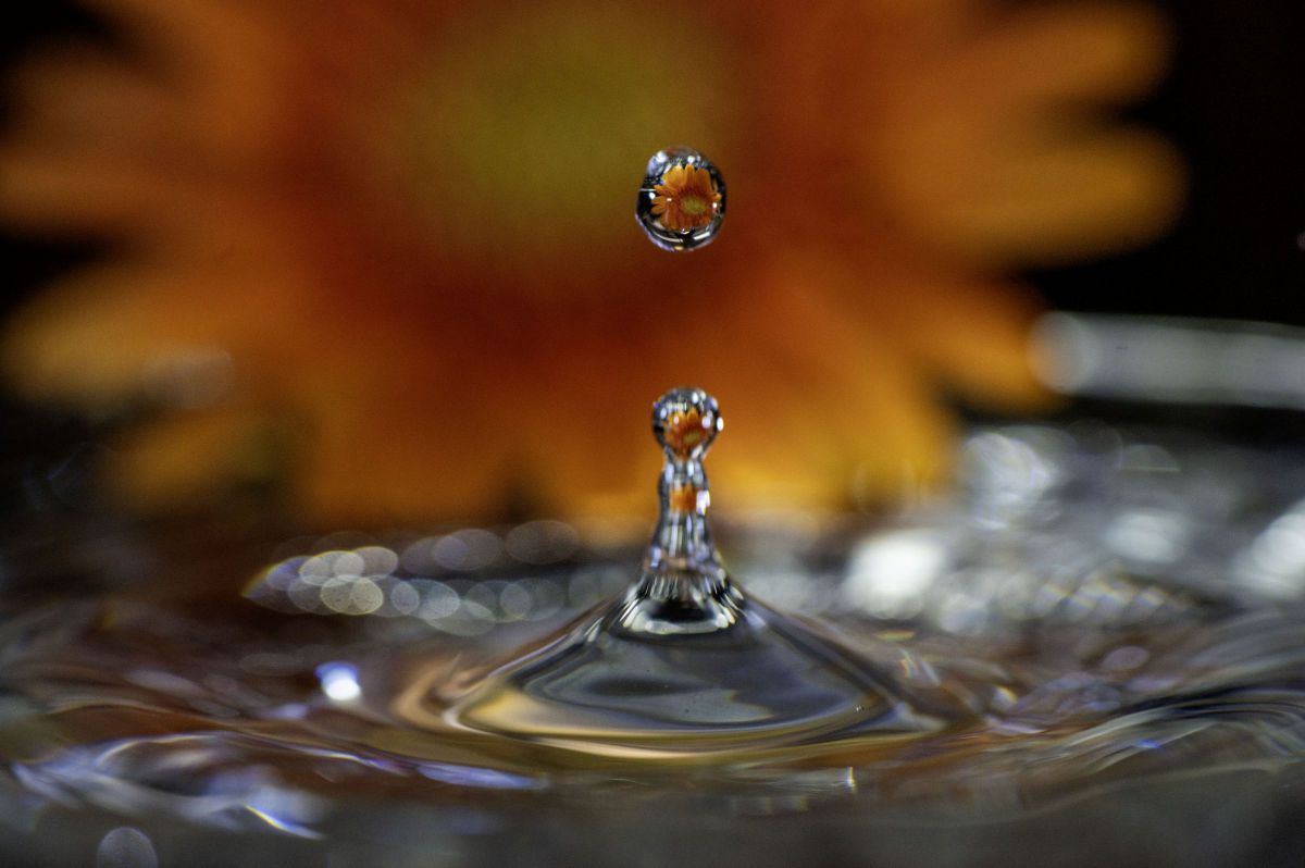 flowaer in water droplets | GANREF