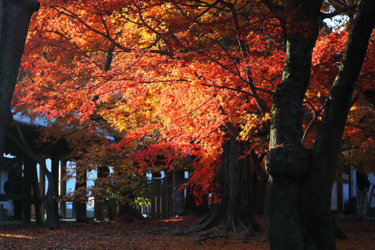 東福寺の紅葉 光差す | GANREF