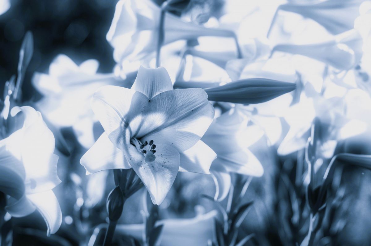 shining flower | GANREF