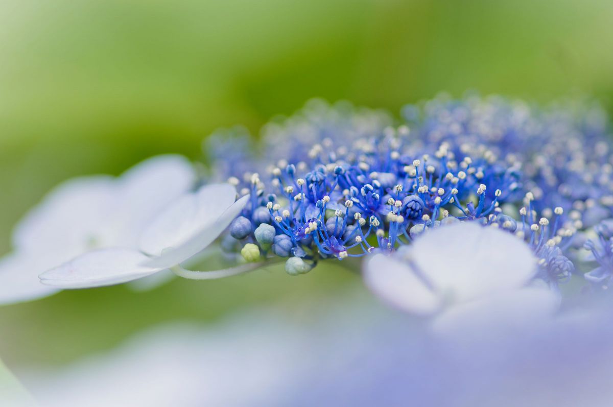 white & blue | GANREF