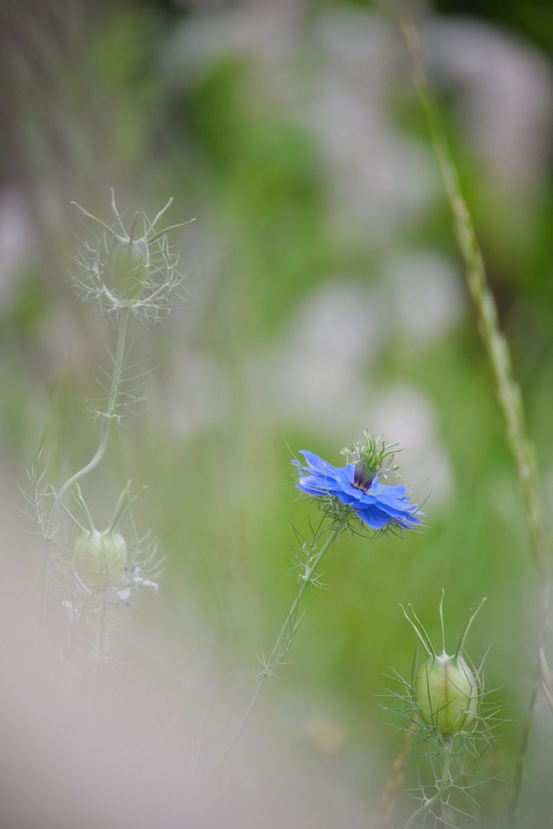 Love in a mist | GANREF
