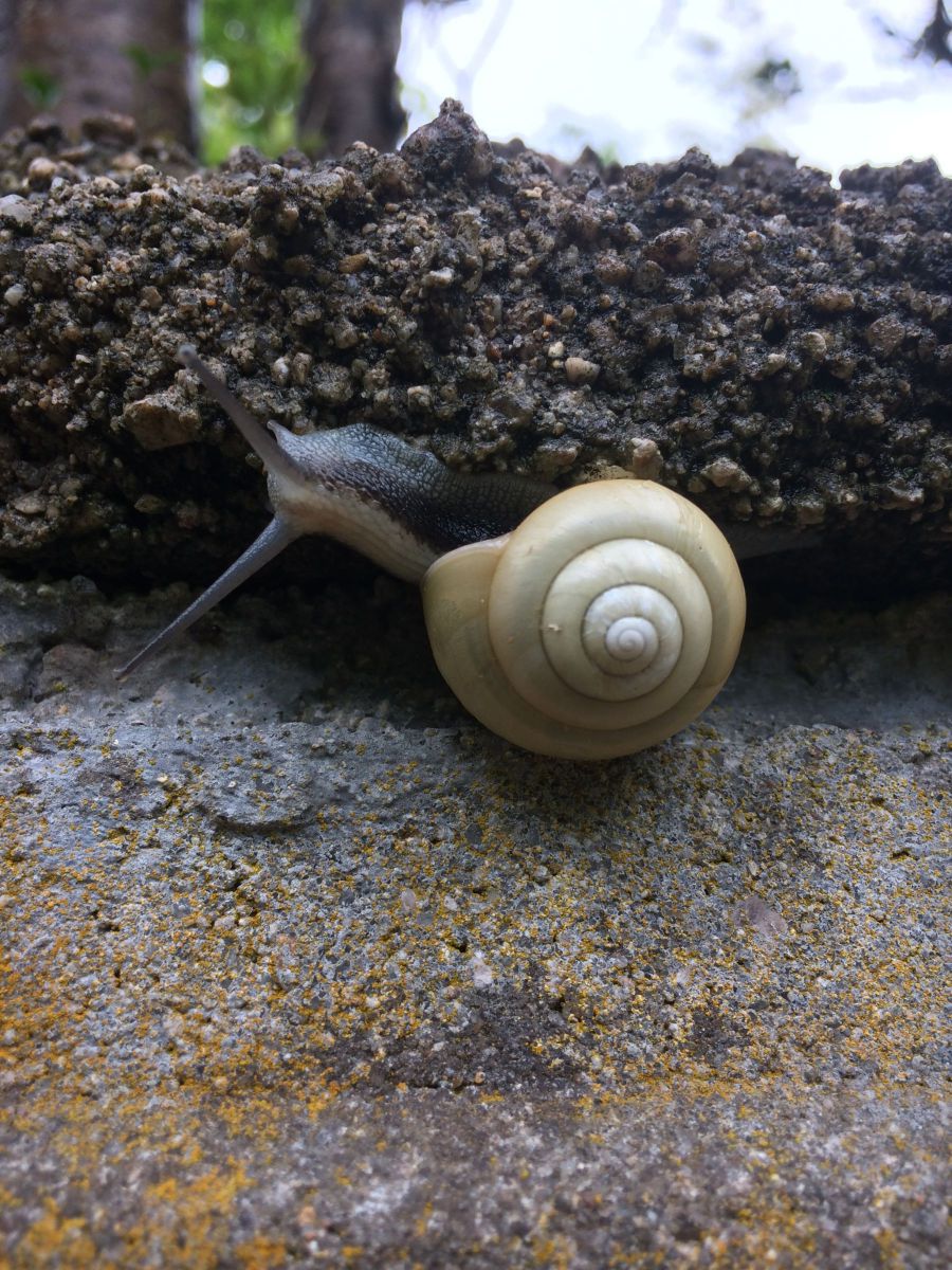 カタツムリ | GANREF