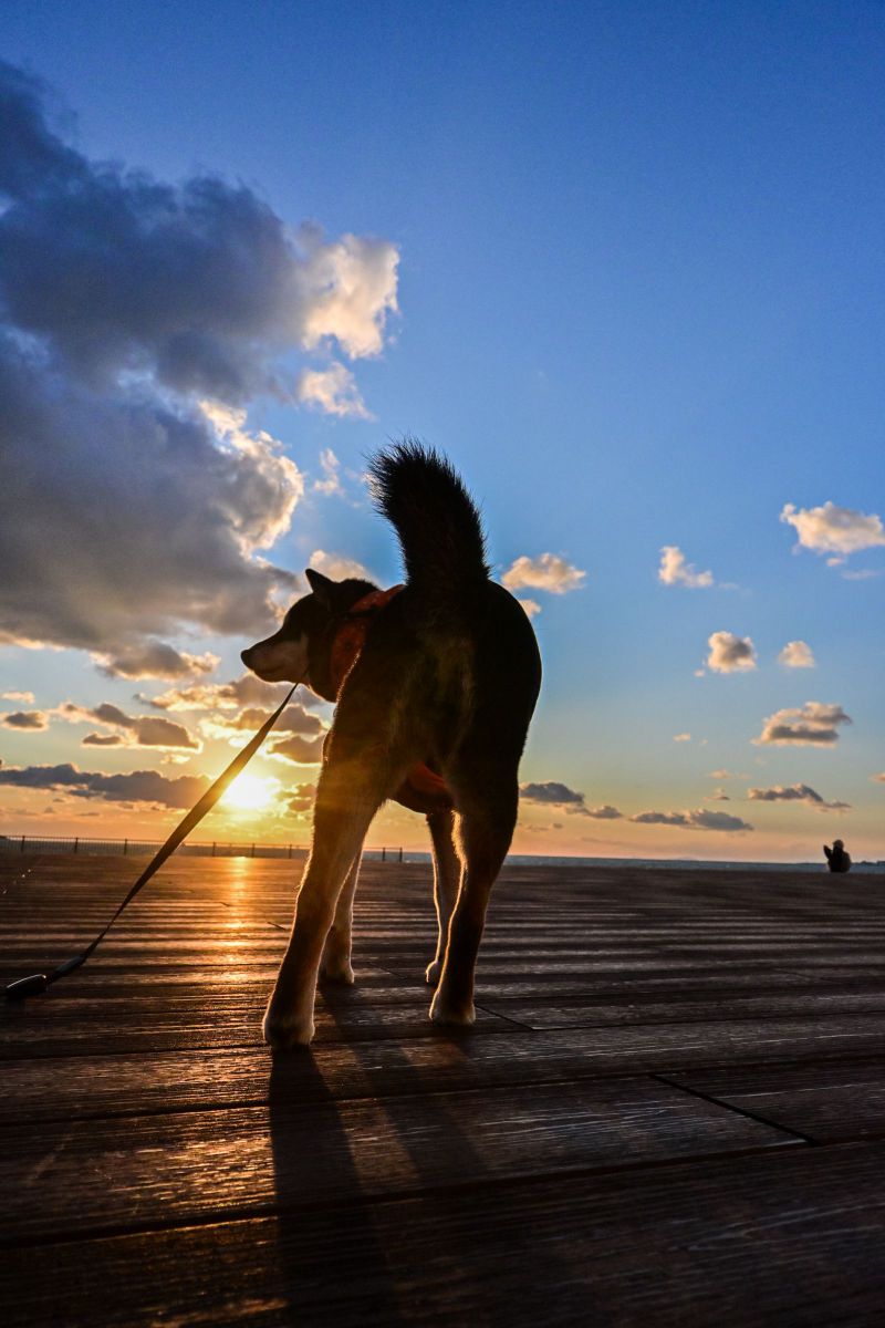 夕陽に向かって | GANREF