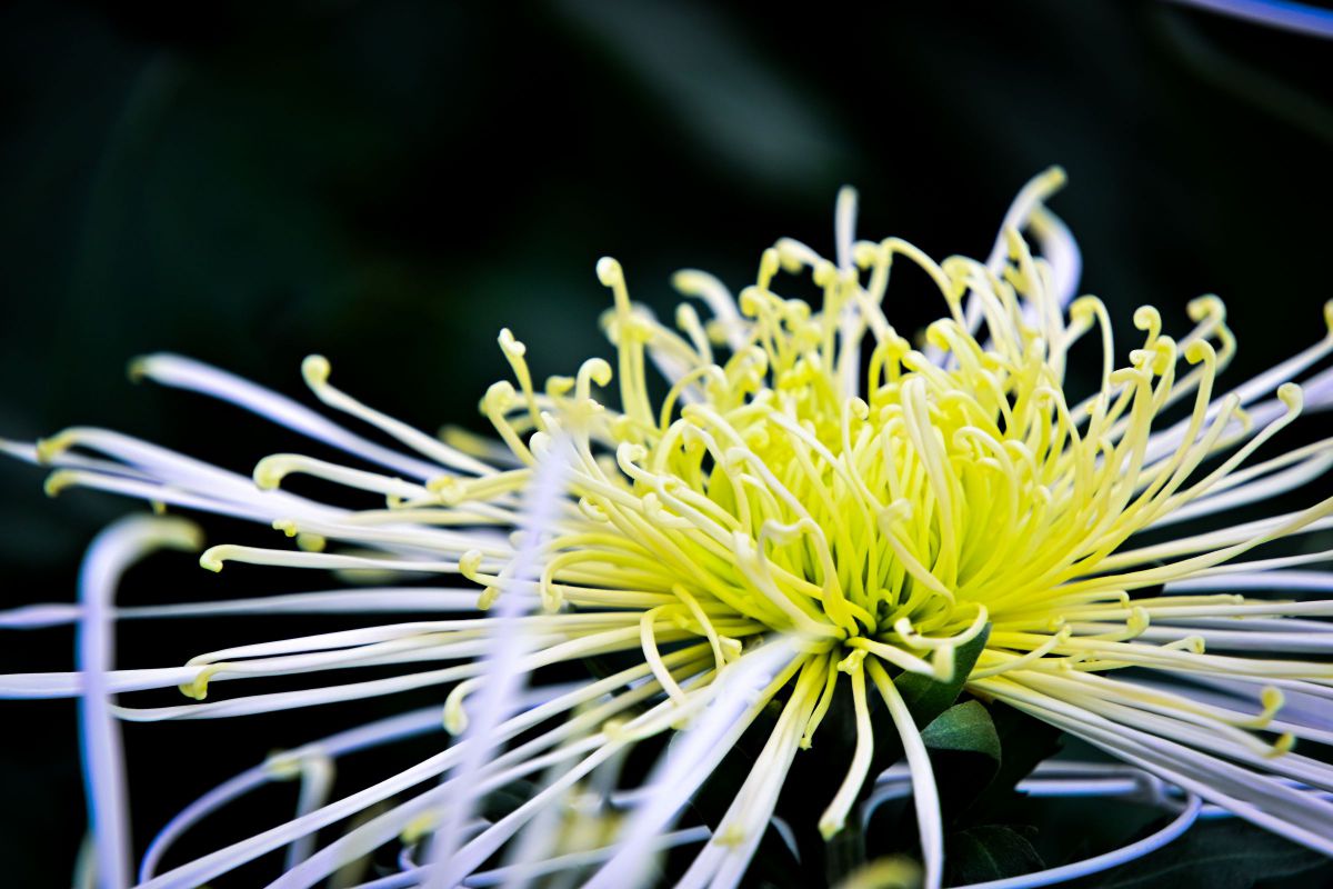 細工の美 | GANREF