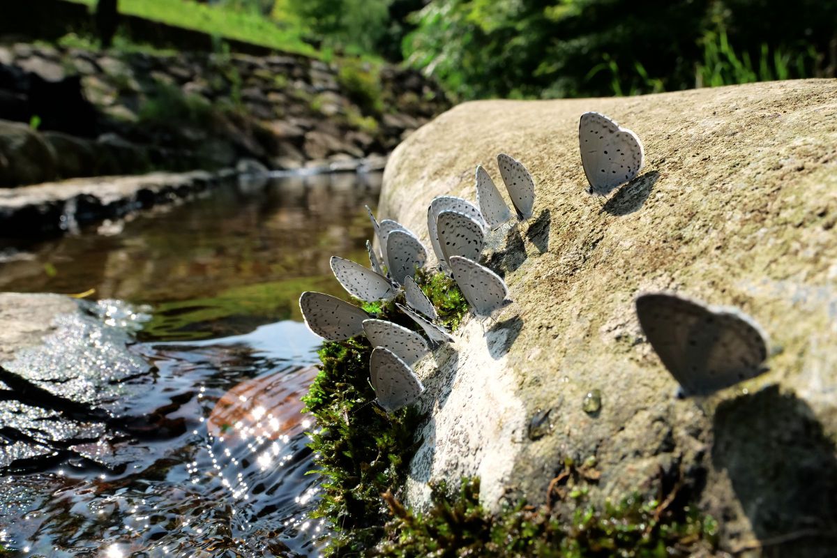 ルリシジミの集団 3 広角Ver | GANREF