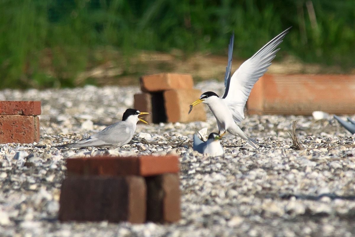 Present for you | GANREF