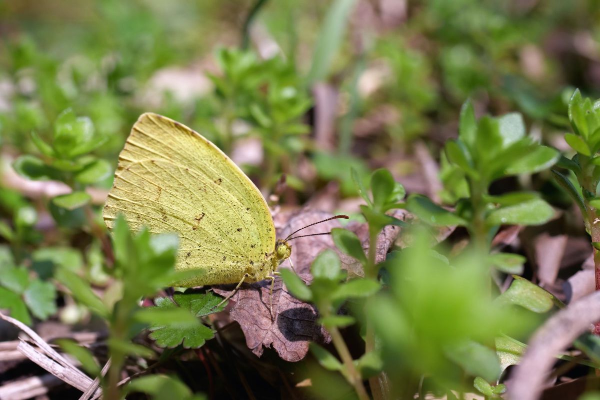 日向ぼっこ中 | GANREF