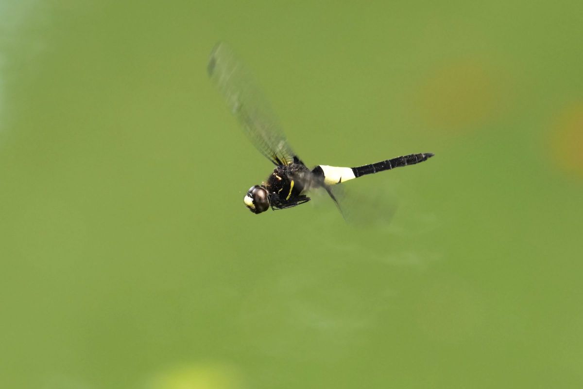 やっぱMFでしょう。(笑) | GANREF