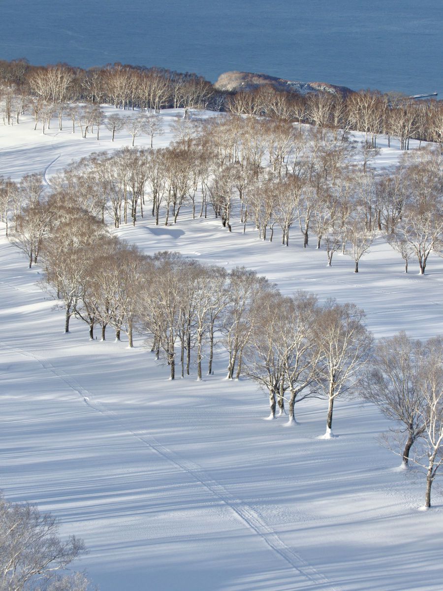 Shadow Lines | GANREF