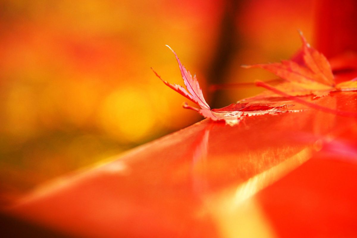 古都晩秋3 | GANREF