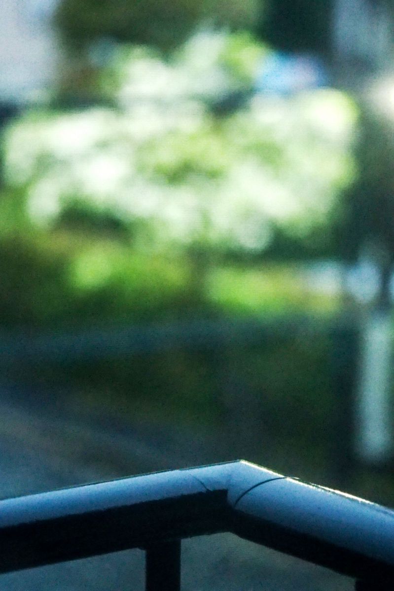 ハナミズキ 1 | GANREF