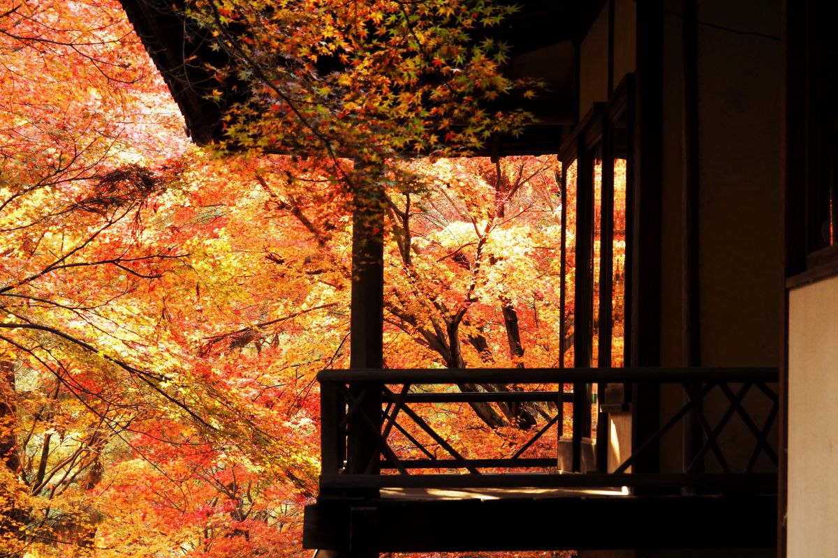 古都晩秋 1 | GANREF