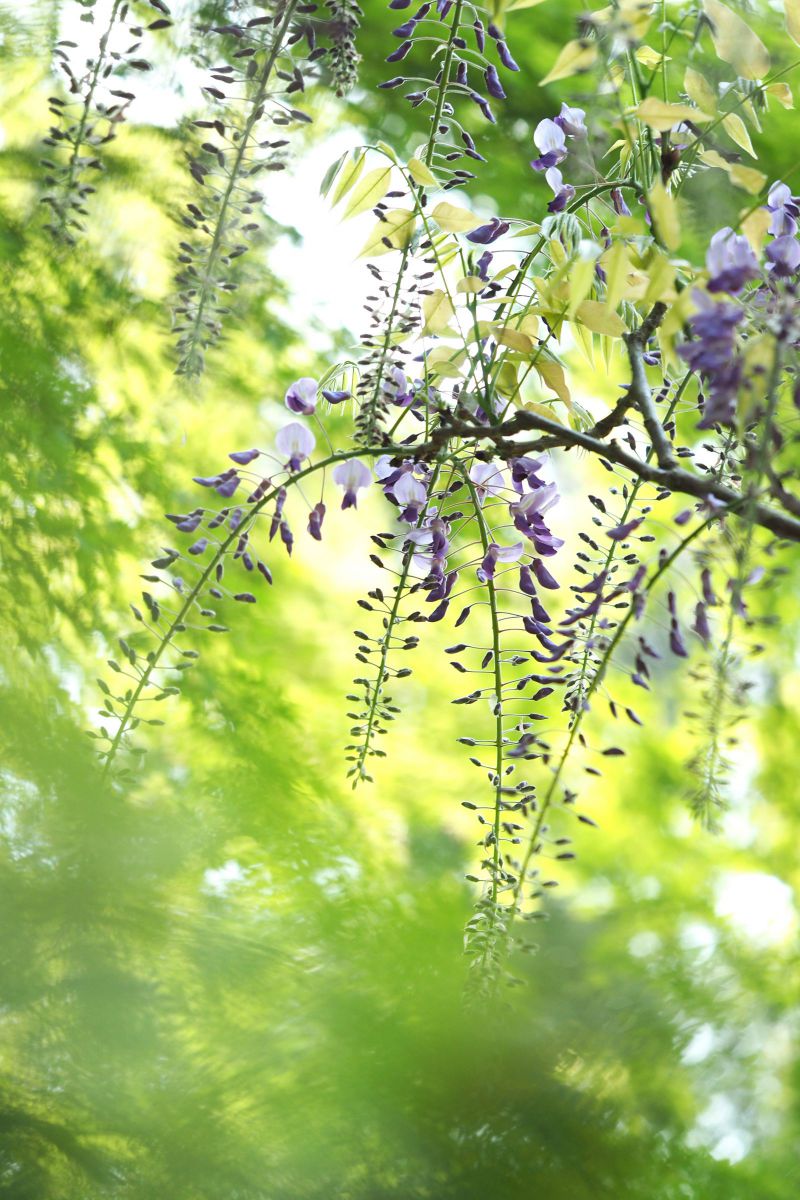 もう少し伸びて！ | GANREF