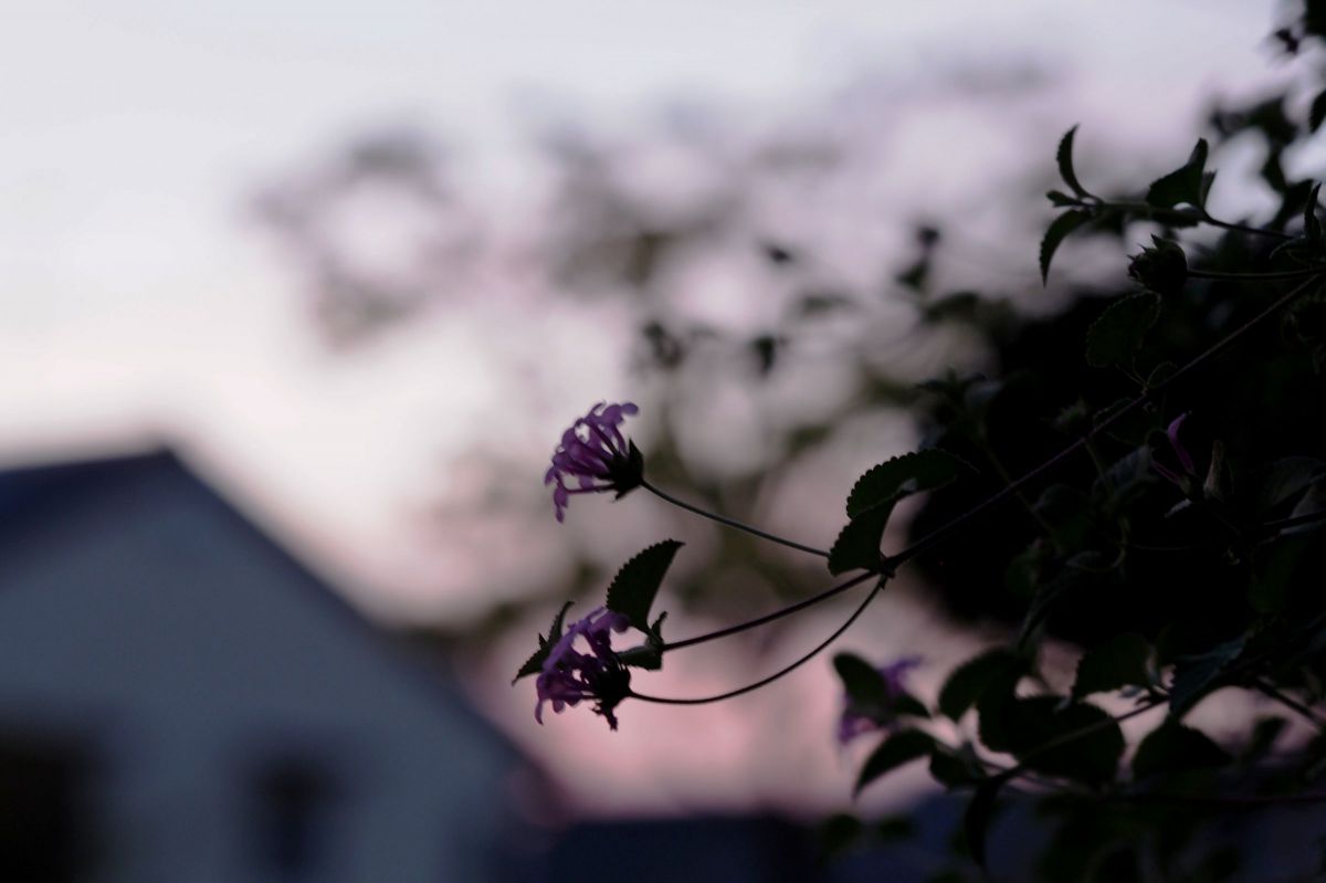 ランタナ | GANREF