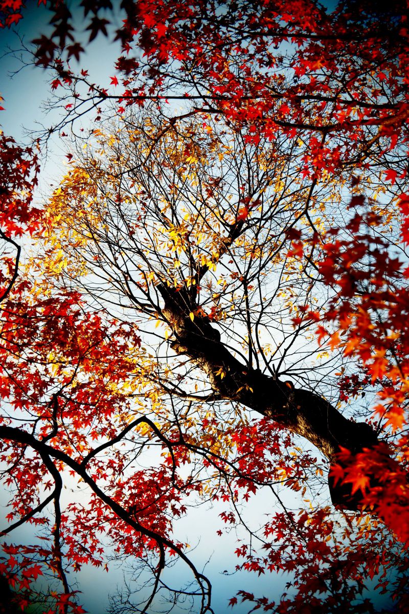 古都晩秋4 | GANREF