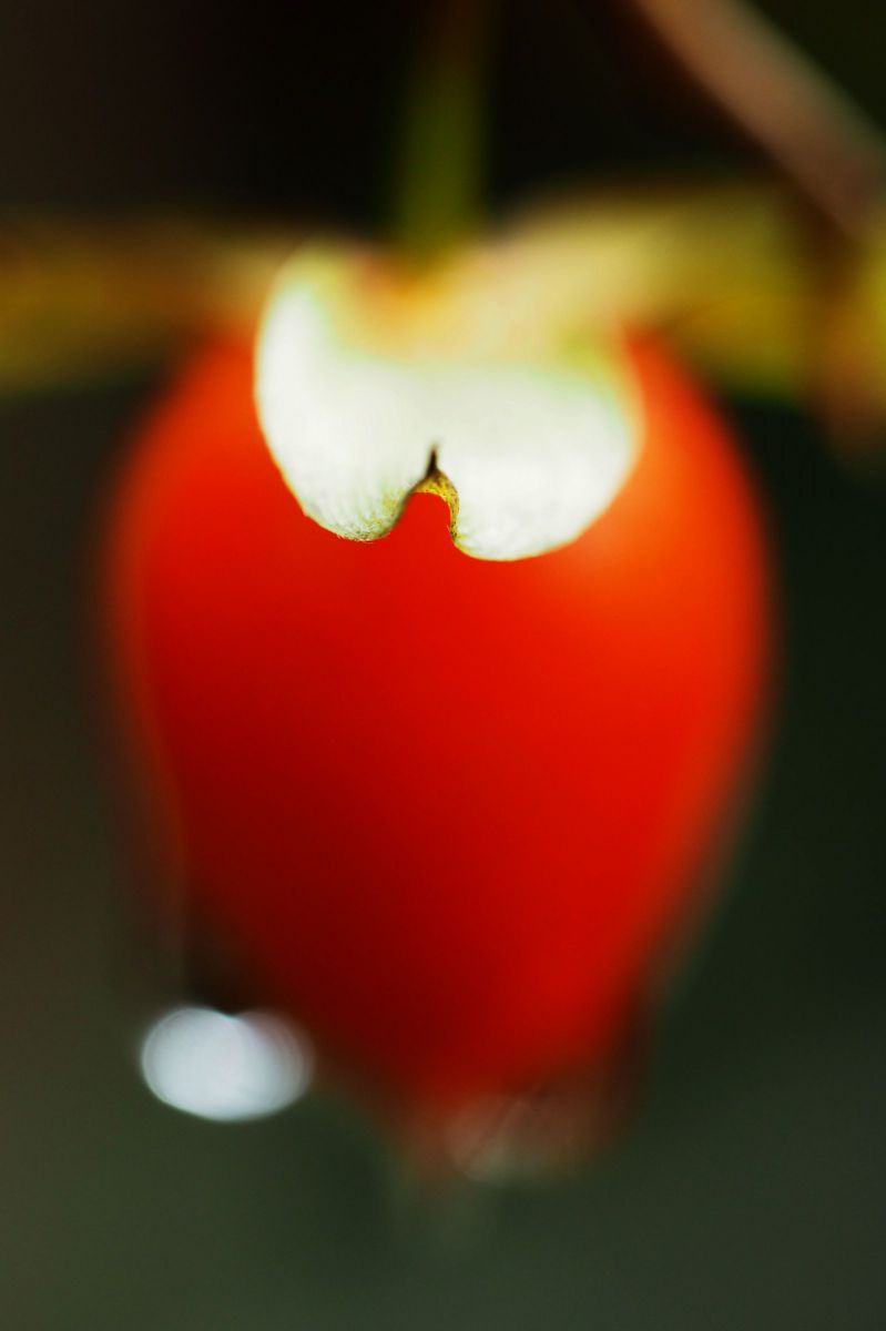 ドレスアップ | GANREF