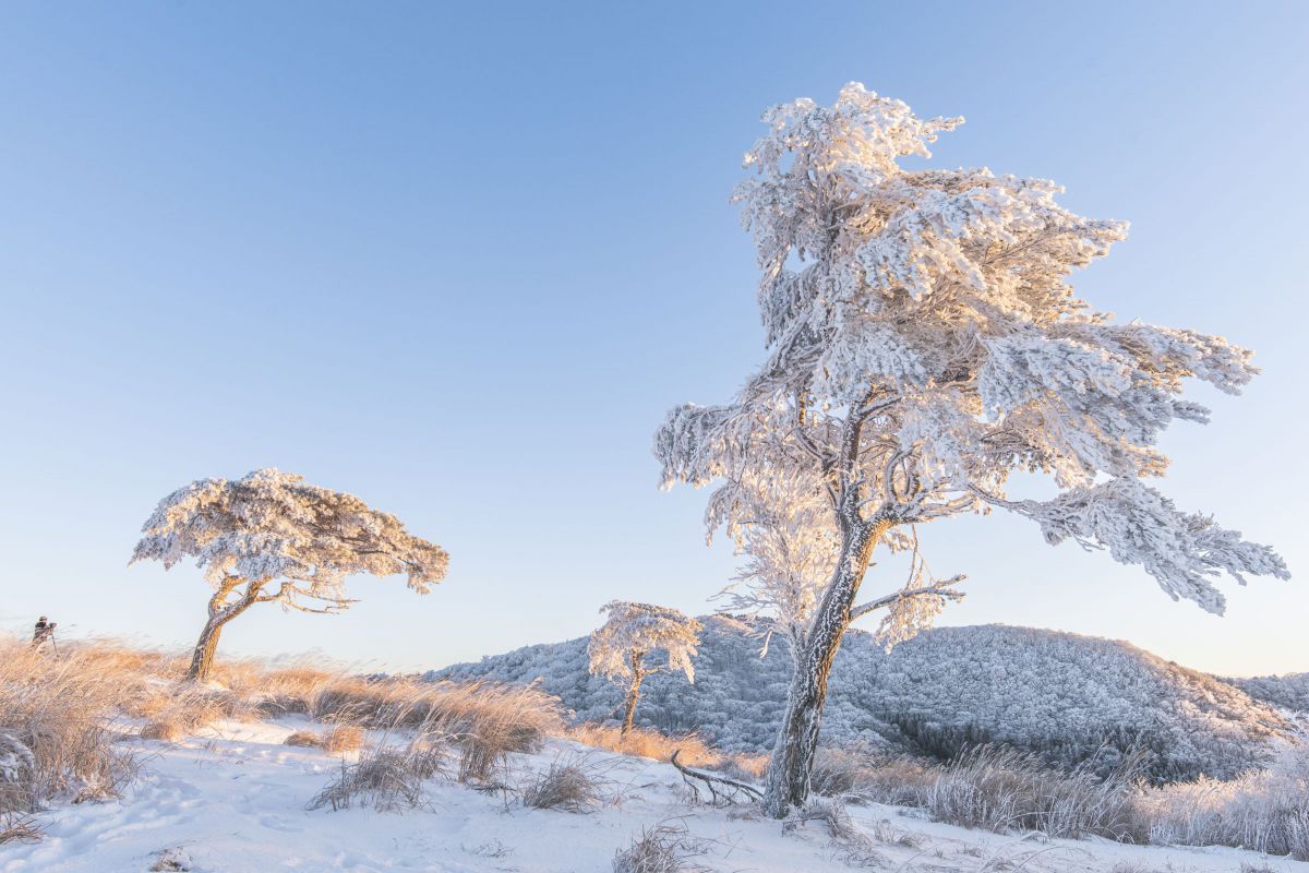 frozen tree | GANREF