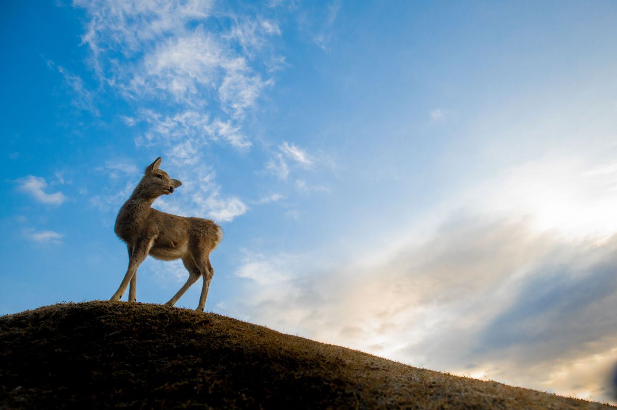 Looking back | GANREF