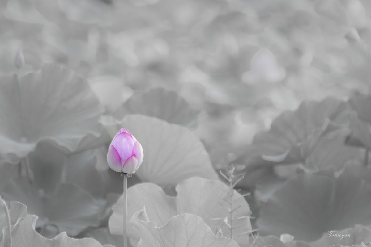 The last glitter | GANREF