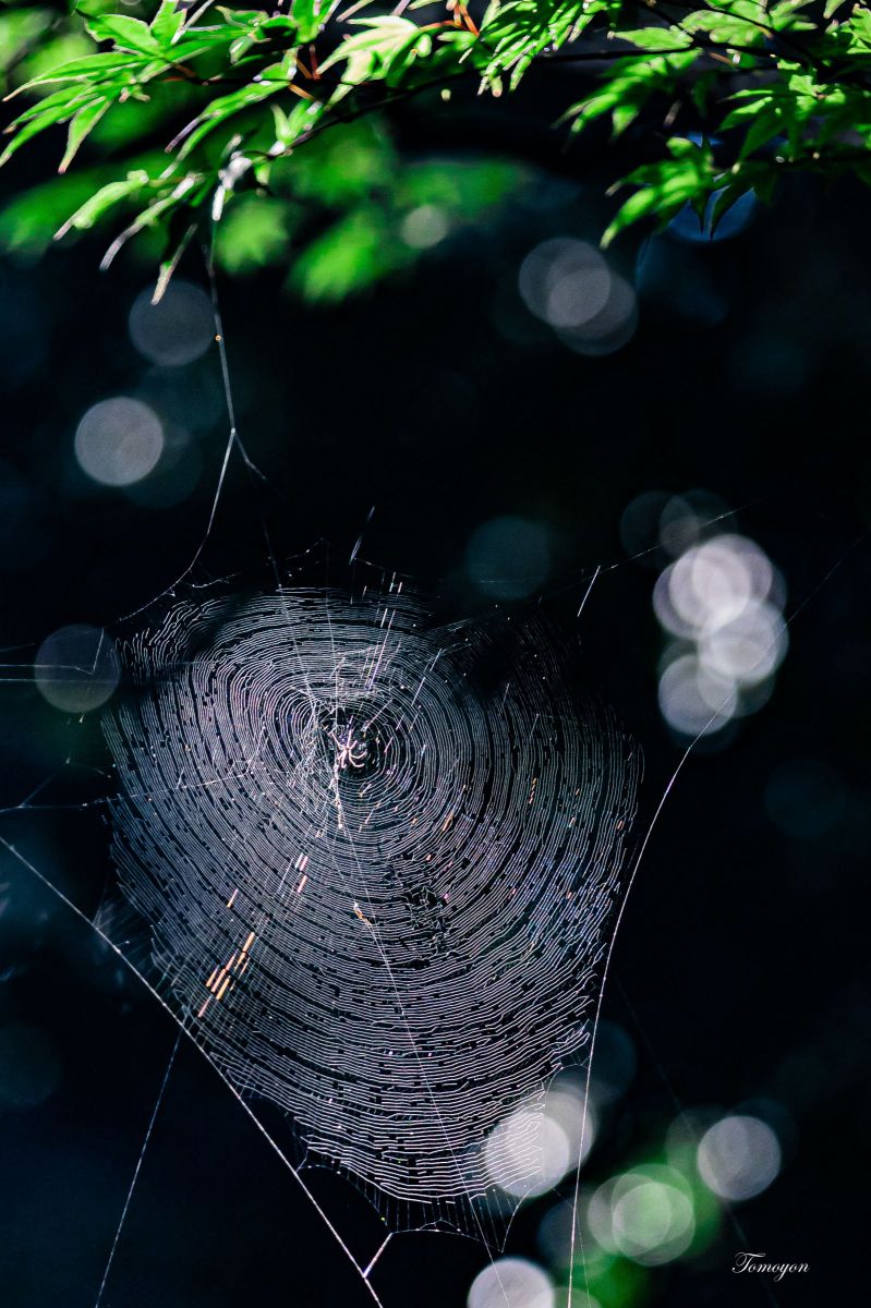 Brightness of jewel | GANREF