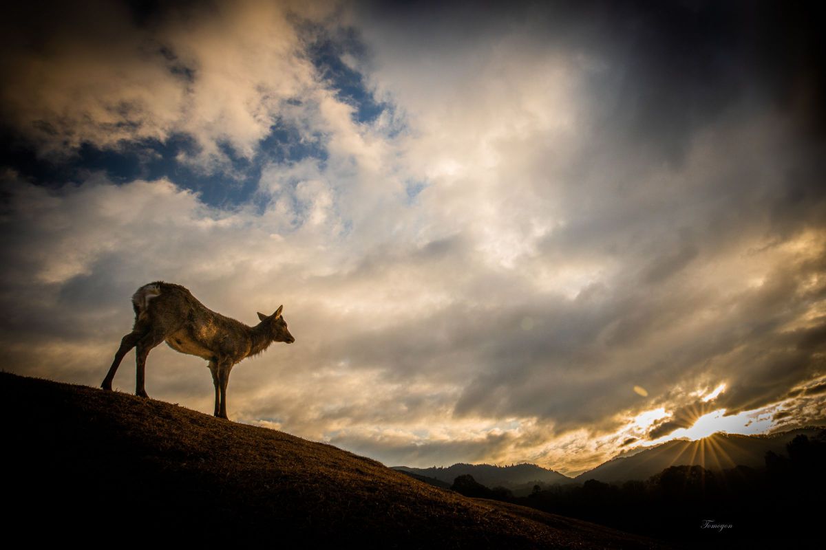 towards the winter sunlight | GANREF