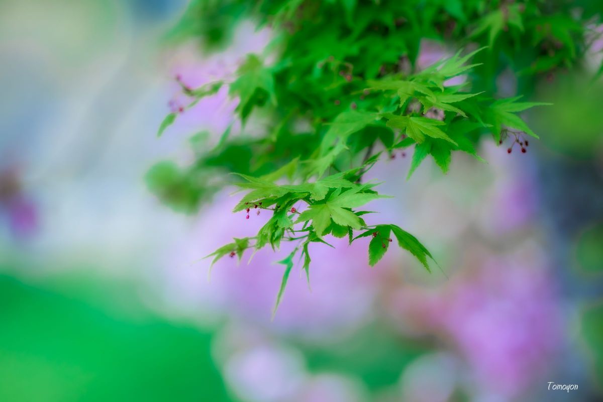 Spring maple | GANREF